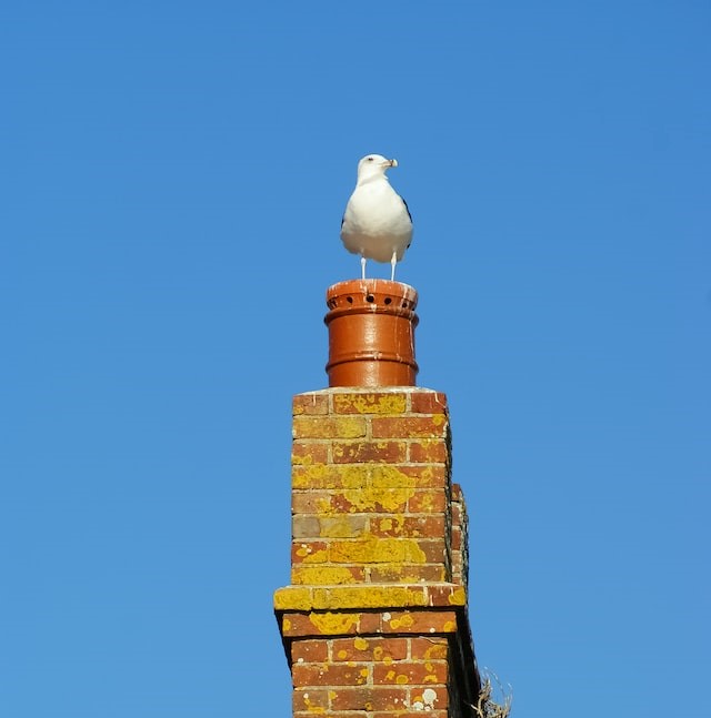 Chimney Bird Guards | Chelmsford | Brentwood | Braintree | Stewart Reed ...